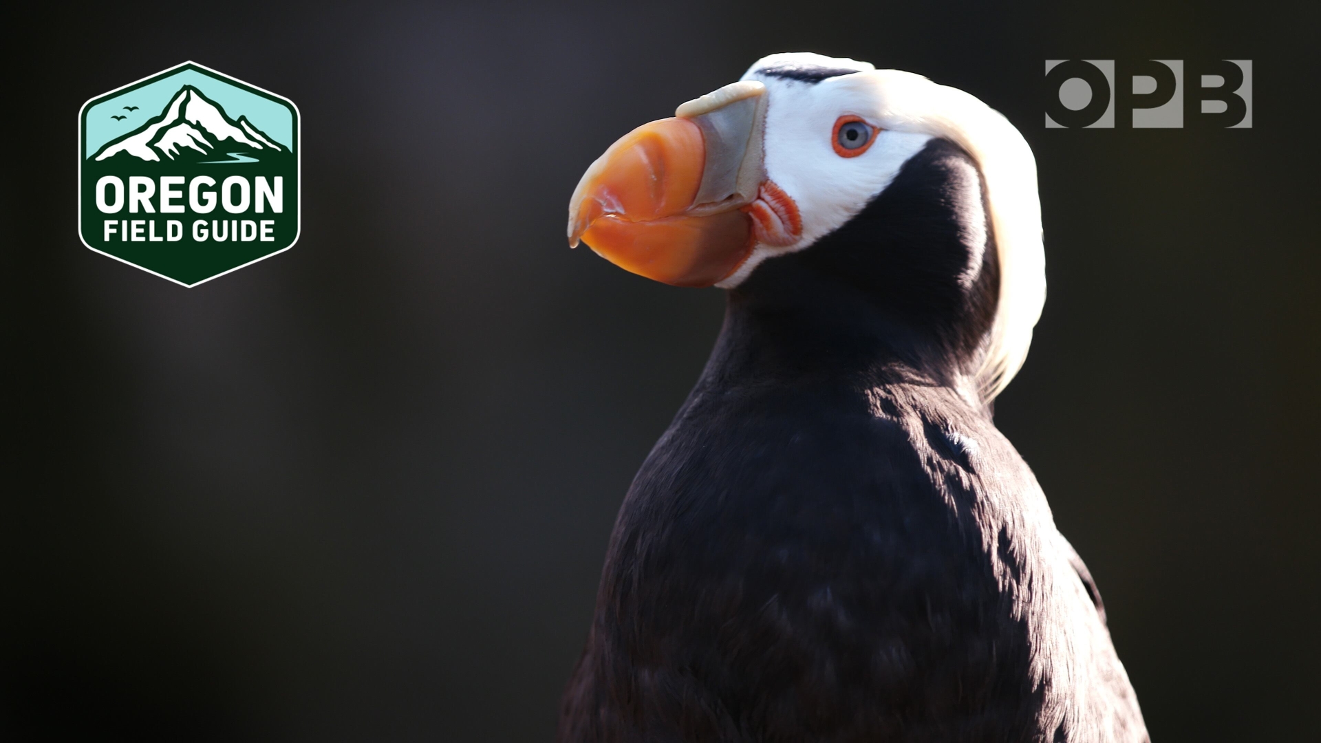 Bird lovers helping to learn why Haystack Rock puffin numbers are ...